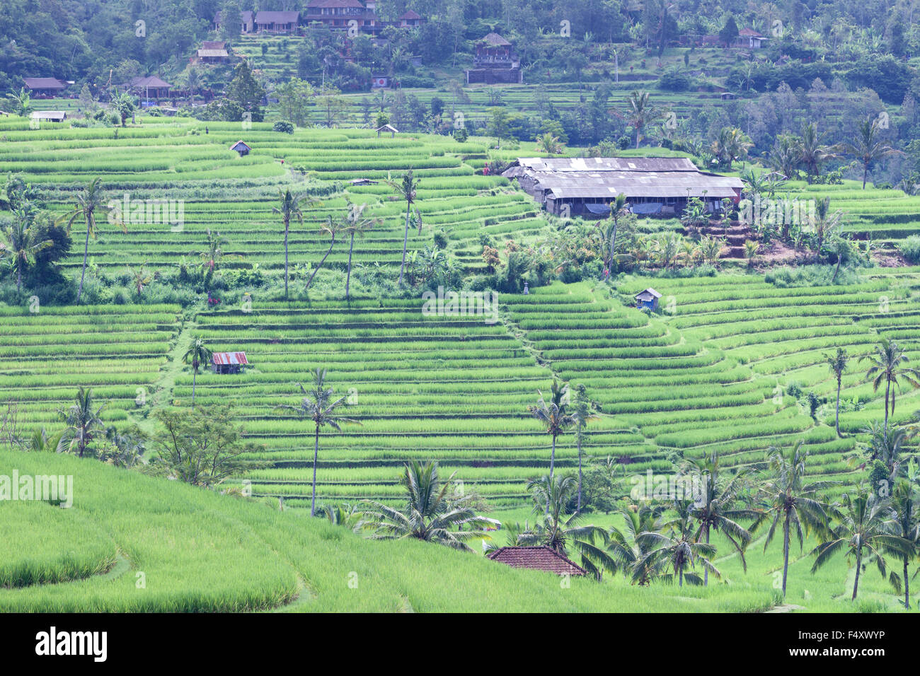 The famous rice terraces of Jatiluwih, Bali, Indonesia Stock Photo - Alamy