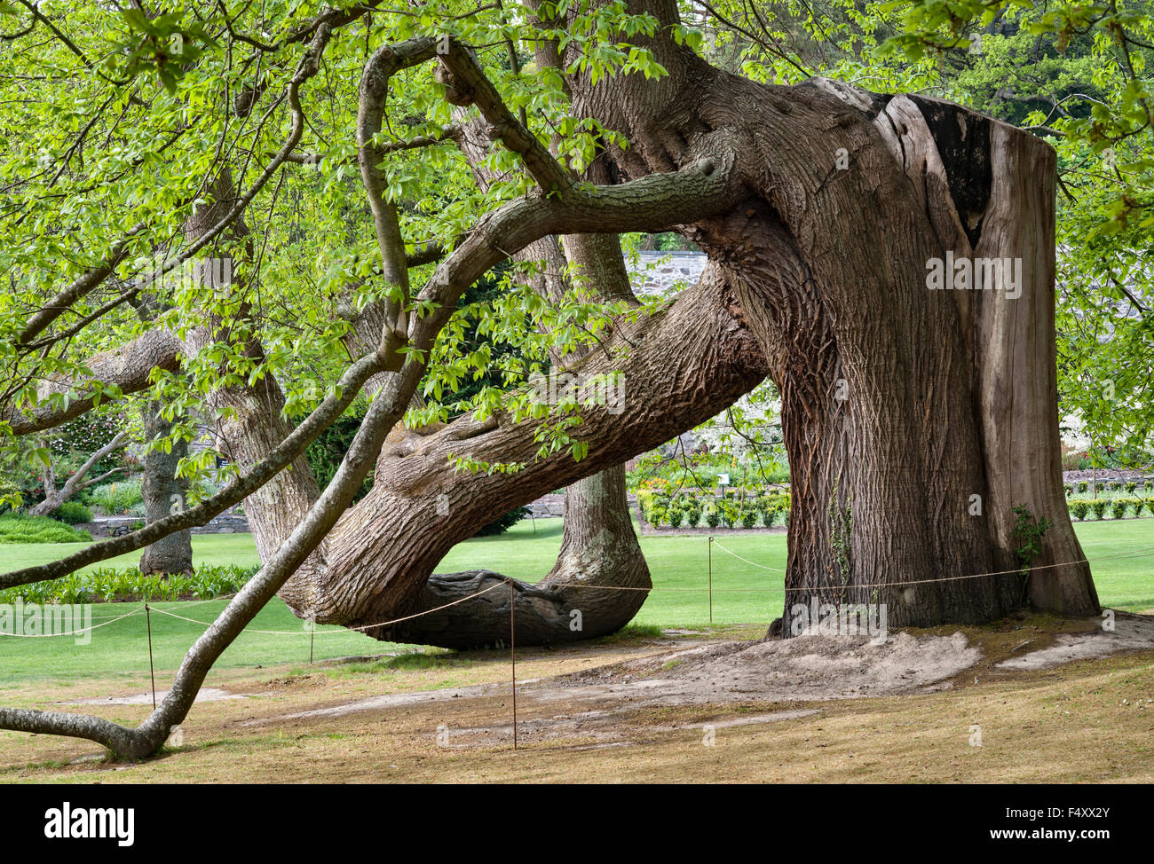 Bodnant Garden, Conwy, Wales, UK. A massive Sweet Chestnut tree ...