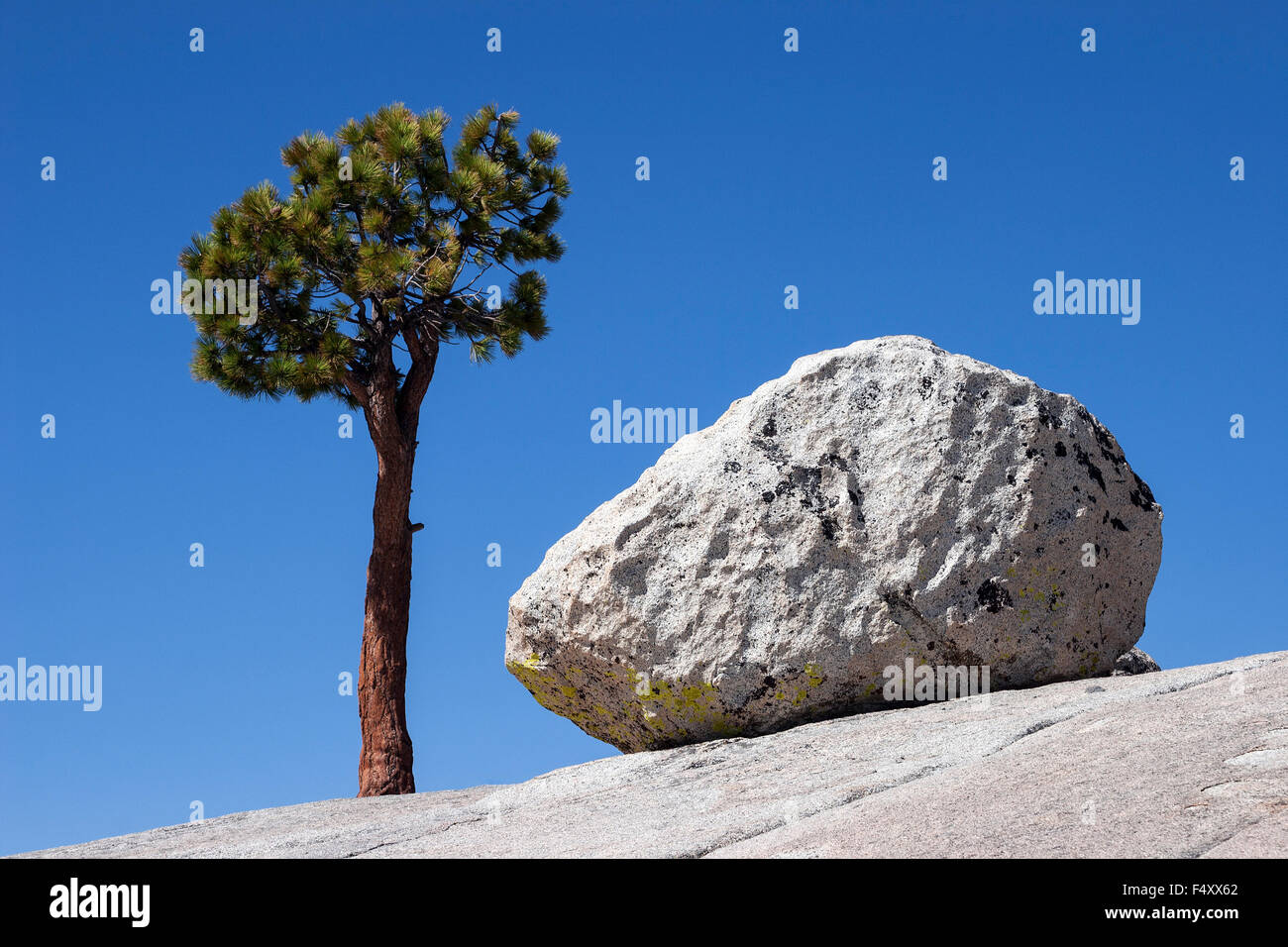 Round pine tree hi-res stock photography and images - Alamy