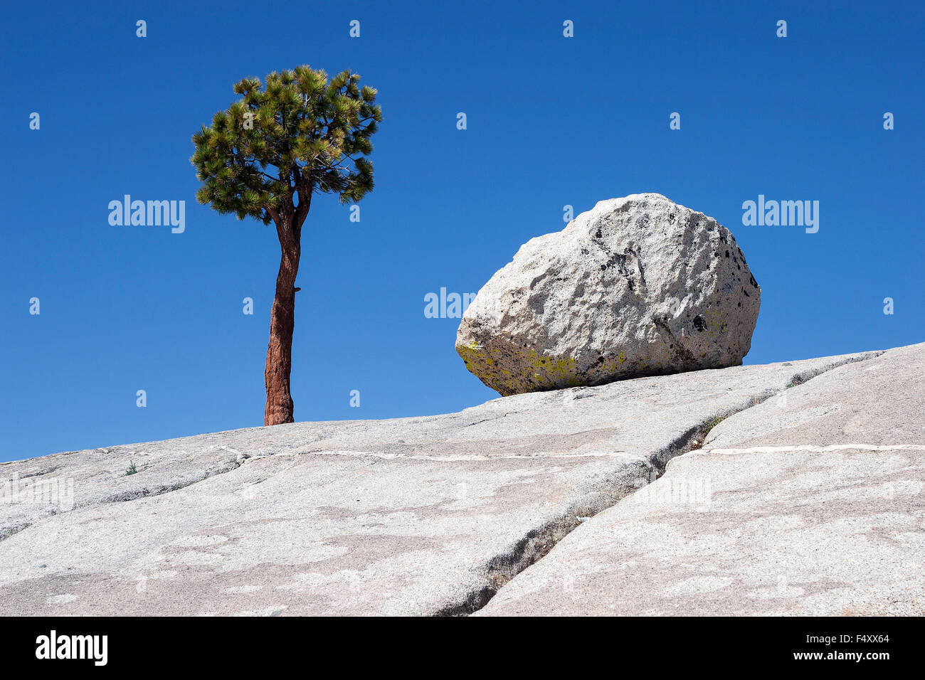 Round pine tree hi-res stock photography and images - Alamy