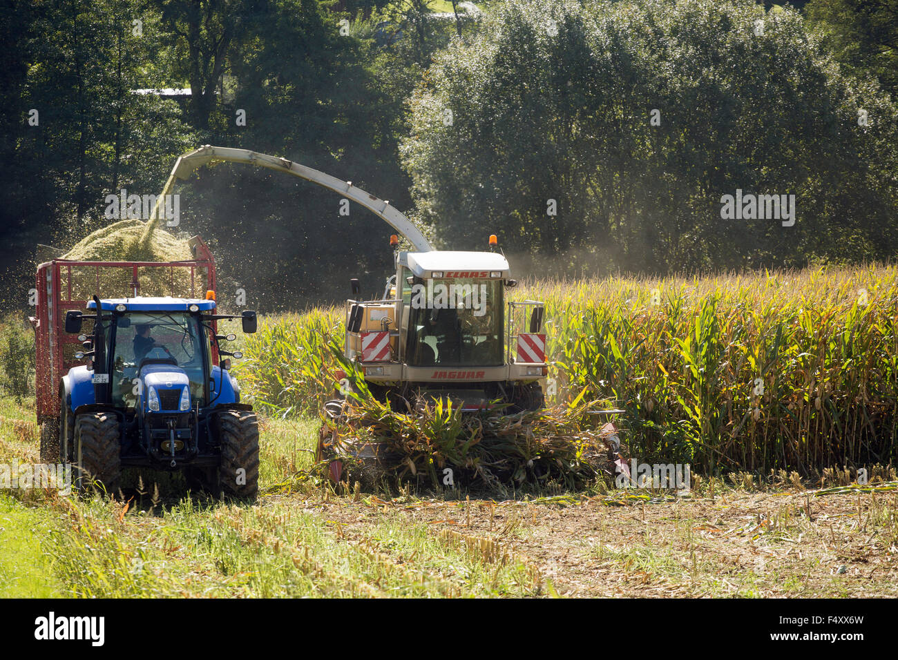Forage maize harvest with tractor, North Rhine-Westphalia, Germany ...