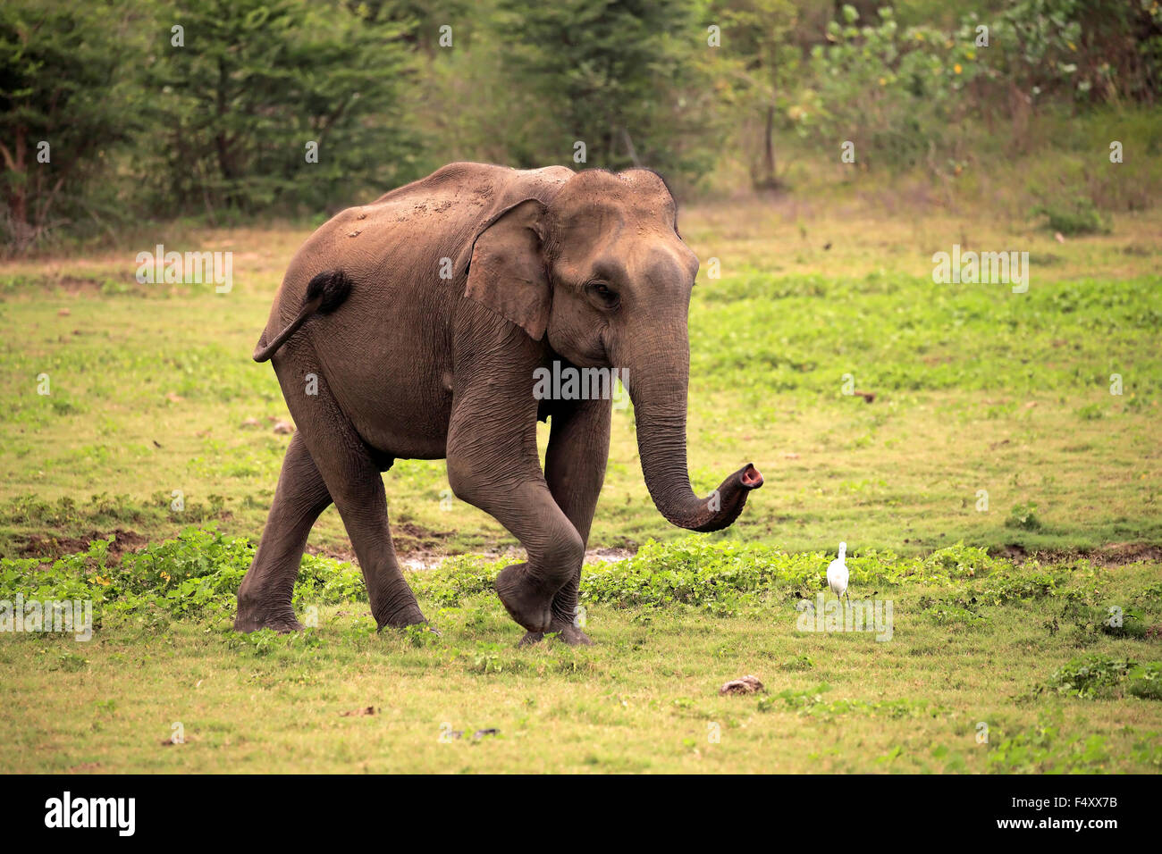 Adult smelling hi-res stock photography and images - Alamy