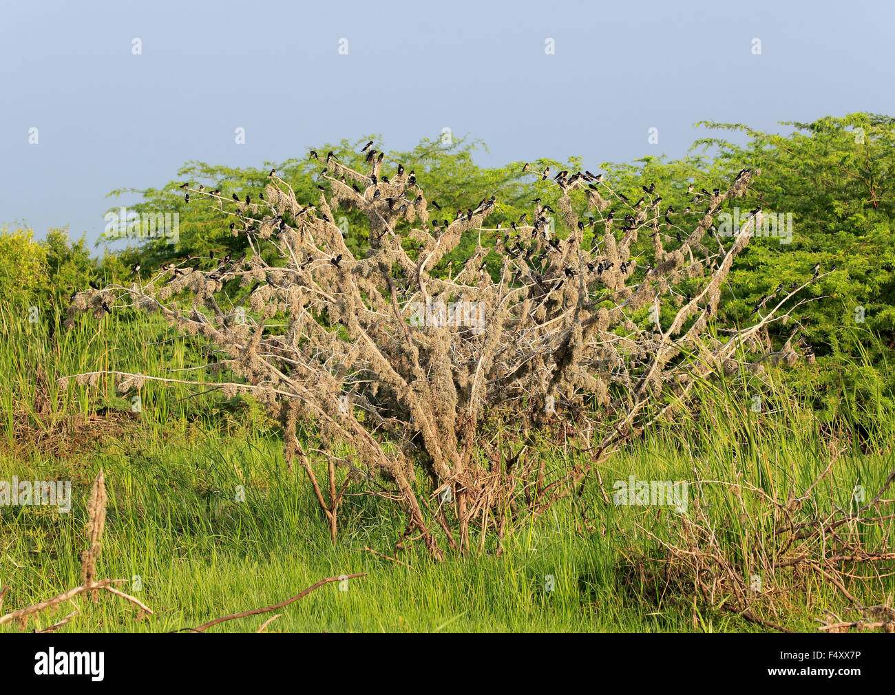 Barn Swallow Flock High Resolution Stock Photography and Images - Alamy