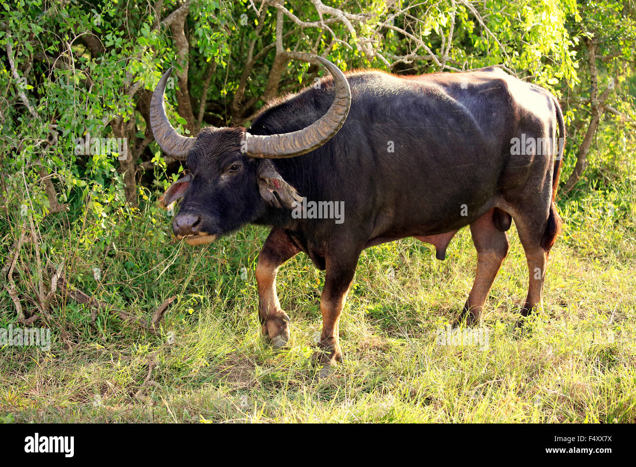 Wild water buffalo (Bubalus arnee), adult male, Yala National Park, Sri ...
