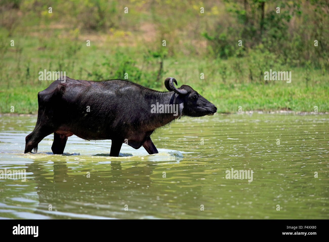 Wild water buffalo female hi-res stock photography and images - Alamy