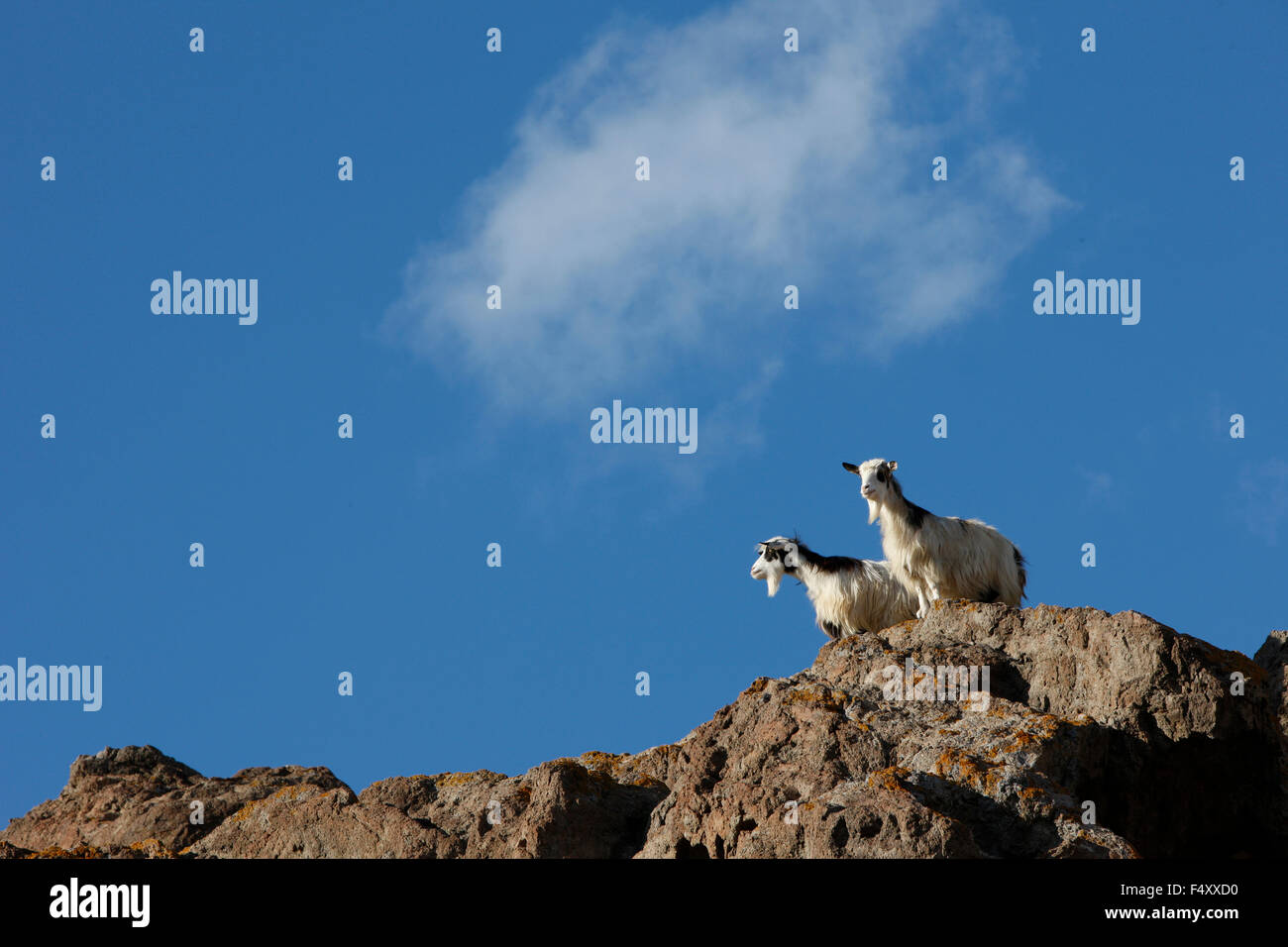 Two wild goats on a rock at the castle of Myrina, Lemnos island, Greece ...