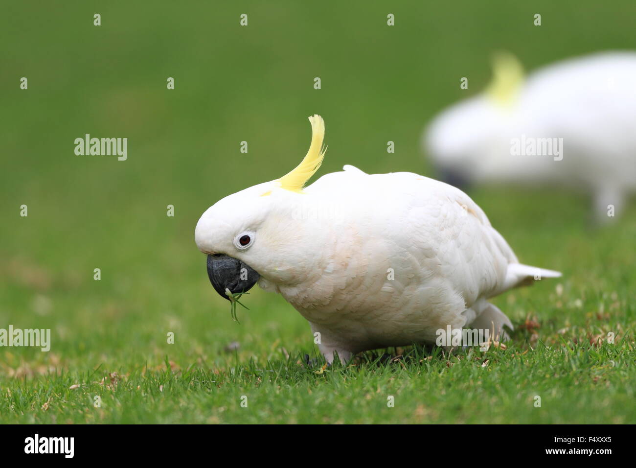 Crown cockatoo hi-res stock photography and images - Alamy