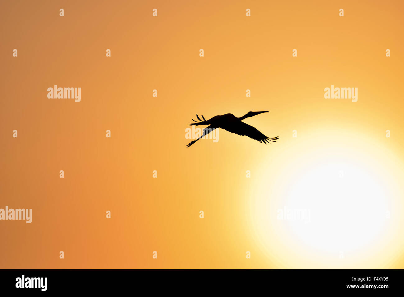 Flying stork silhouette hi-res stock photography and images - Alamy