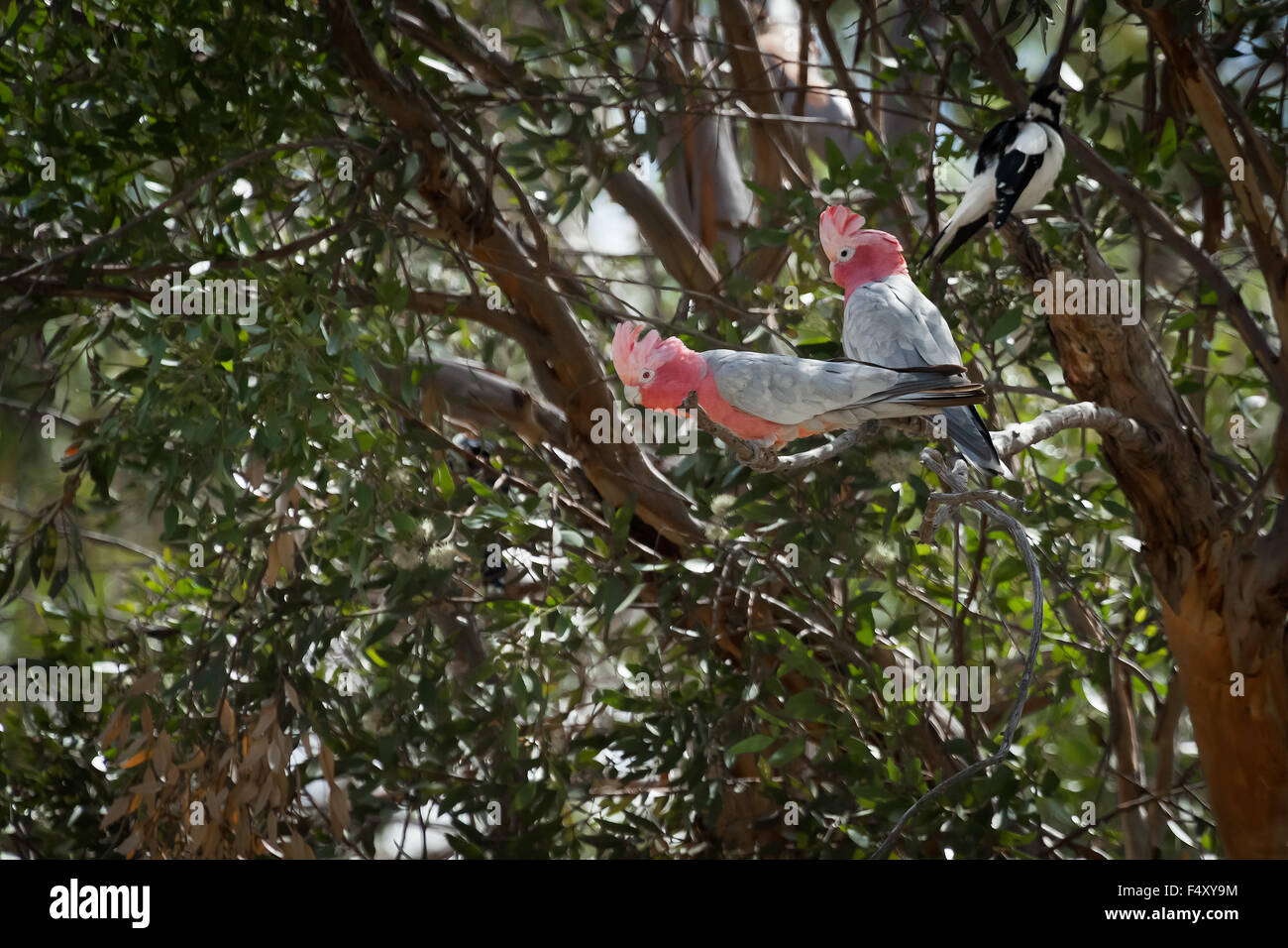 Galah (Eolophus roseicapilla), Western Australia Stock Photo - Alamy