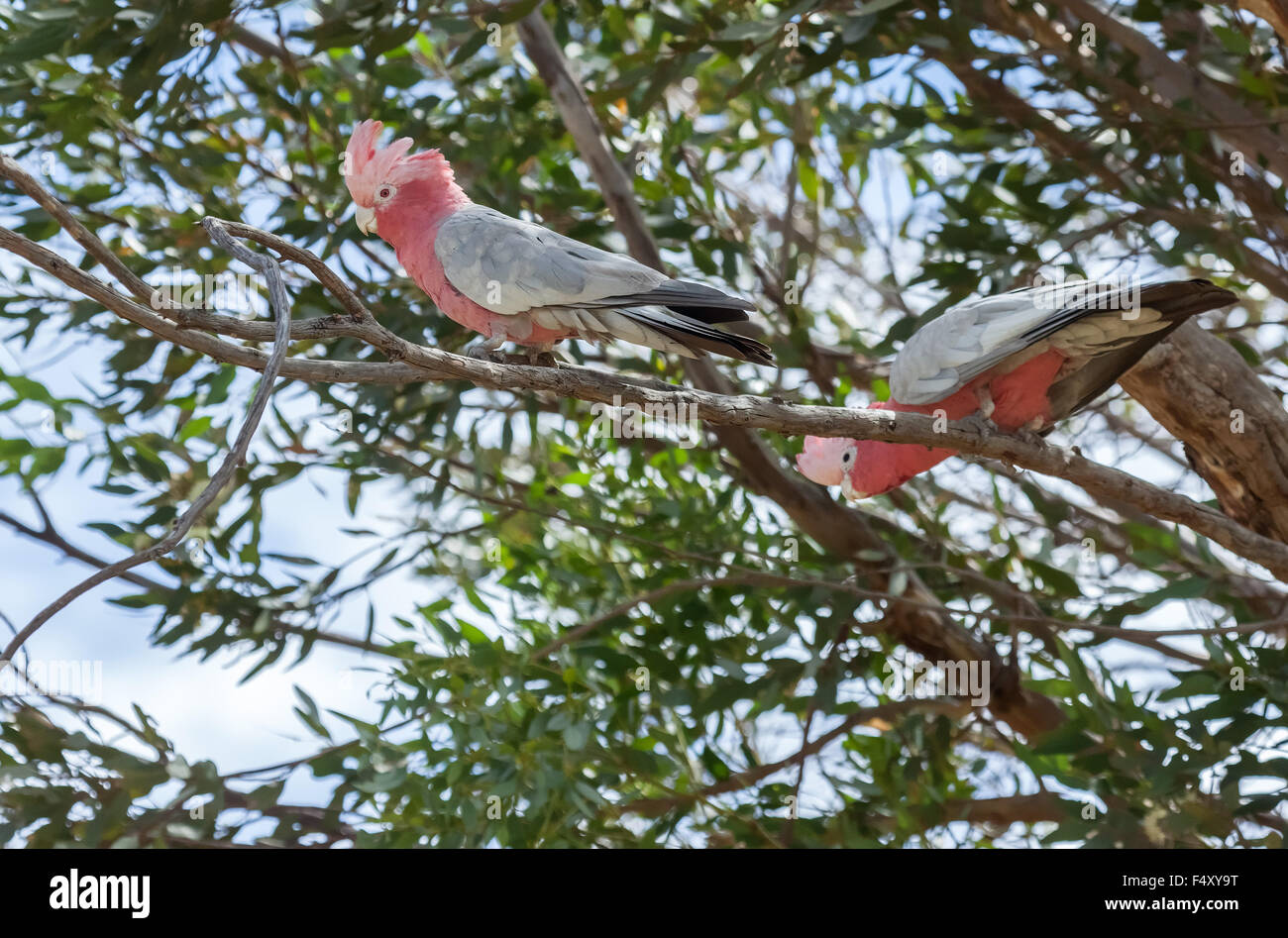 Galah (Eolophus roseicapilla), Western Australia Stock Photo - Alamy