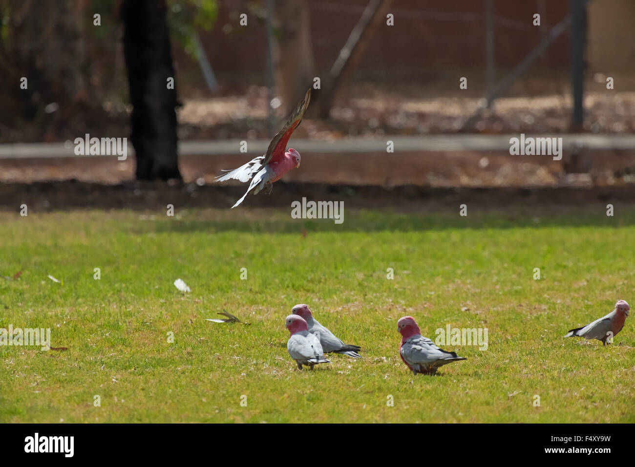 Galah (Eolophus roseicapilla), Western Australia Stock Photo - Alamy