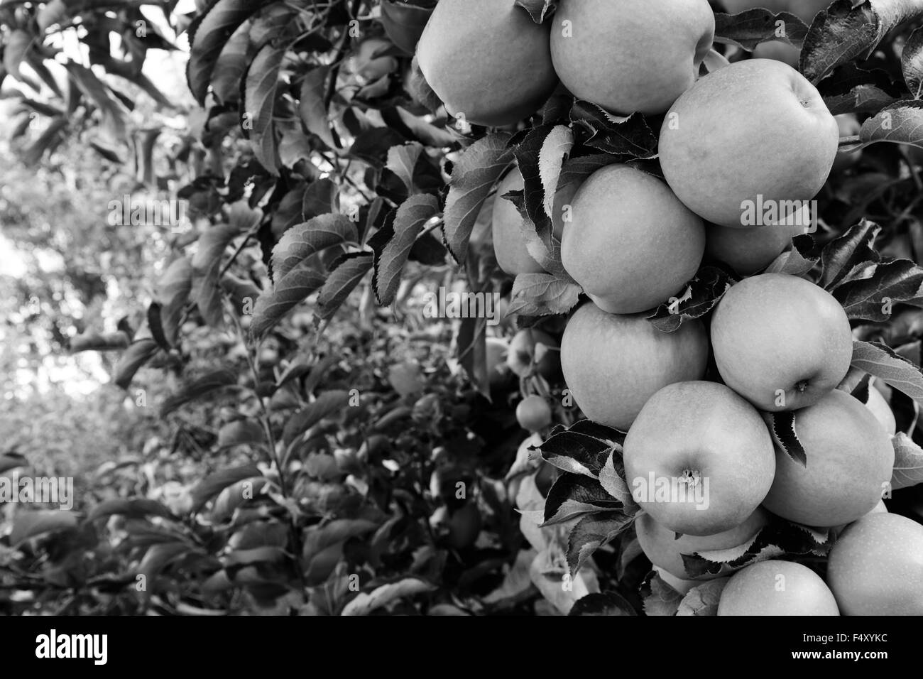 Long branch of apples hanging in an orchard - monochrome processing ...