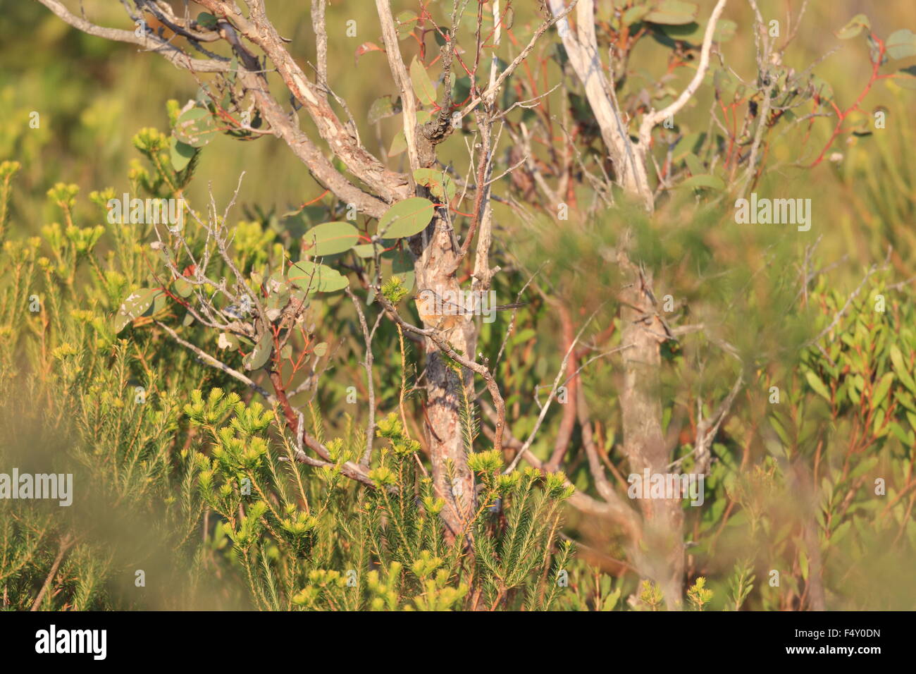 Southern Emu-wren (Stipiturus malachurus) in Royal National Park ...