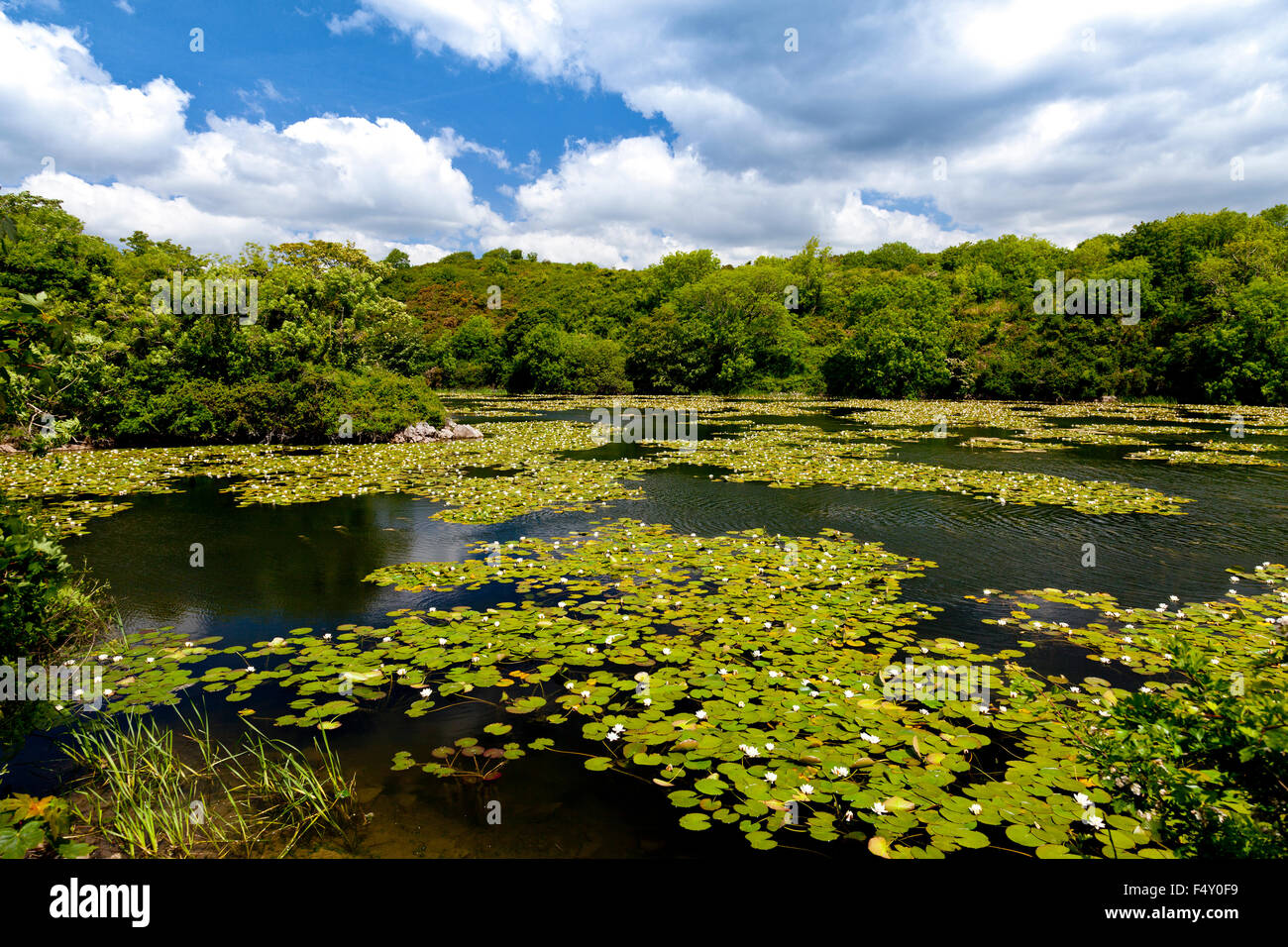 Water lilies in flower in the Lily Ponds at Bosherston, Pembrokeshire ...