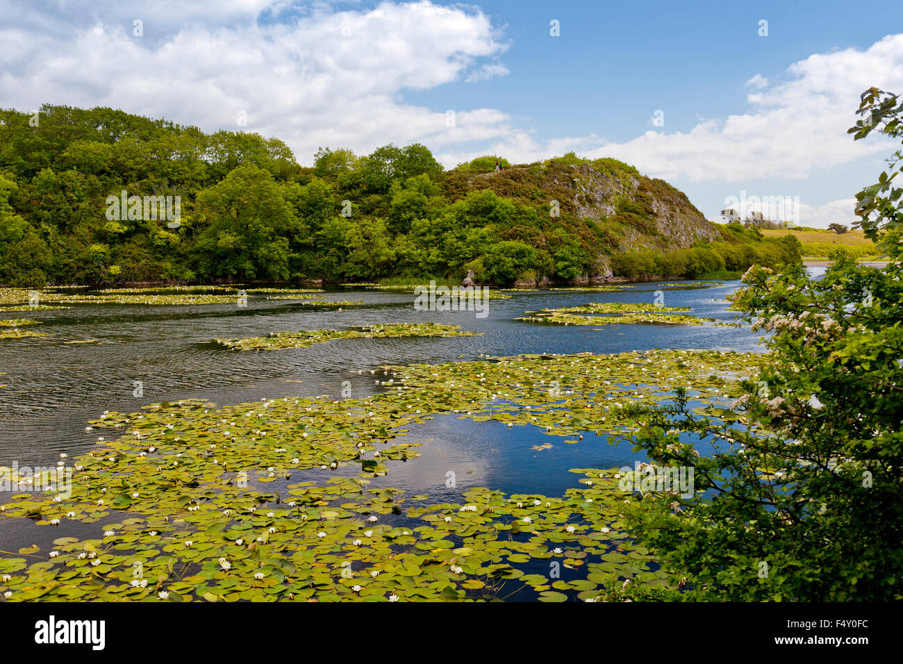 Water lilies in flower in the Lily Ponds at Bosherston, Pembrokeshire ...