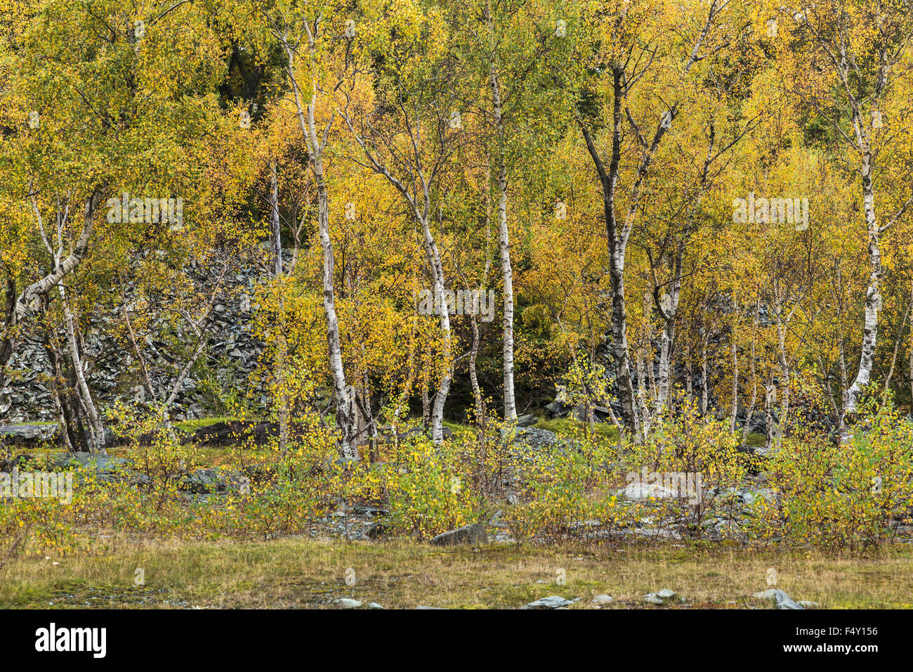 Trees and Vegetation Populate the Edge of an Abandoned Slate Quarry ...