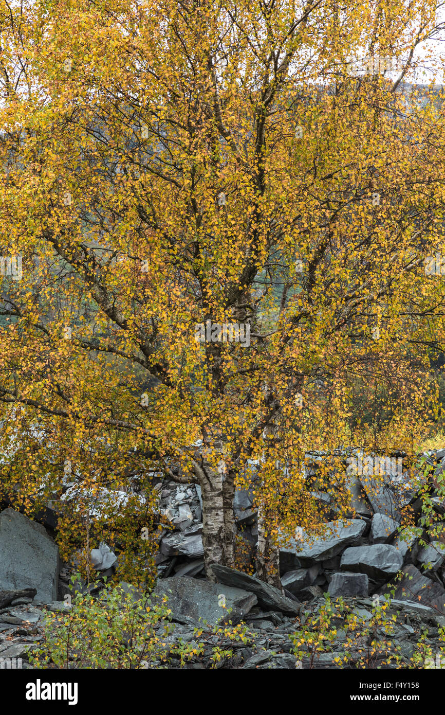 Trees and Vegetation Populate an Abandoned Slate Quarry Stock Photo - Alamy