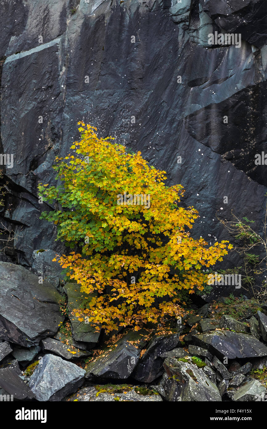 A Small Tree in Autumn Colour at the Bottom of an Abandoned Slate ...
