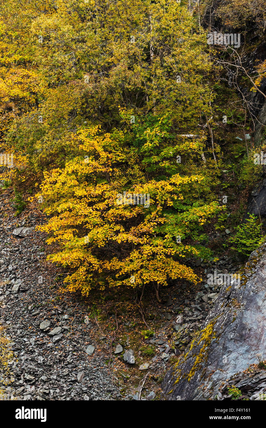 Trees and Vegetation Populate the Bottom of an Abandoned Slate Quarry ...