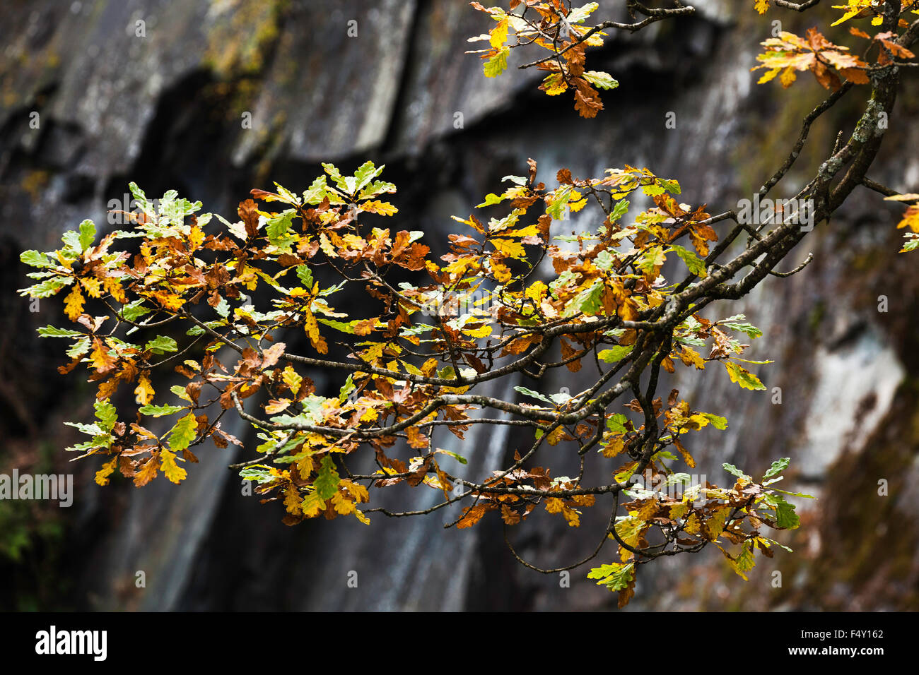 Trees and Vegetation Populate an Abandoned Slate Quarry Stock Photo - Alamy