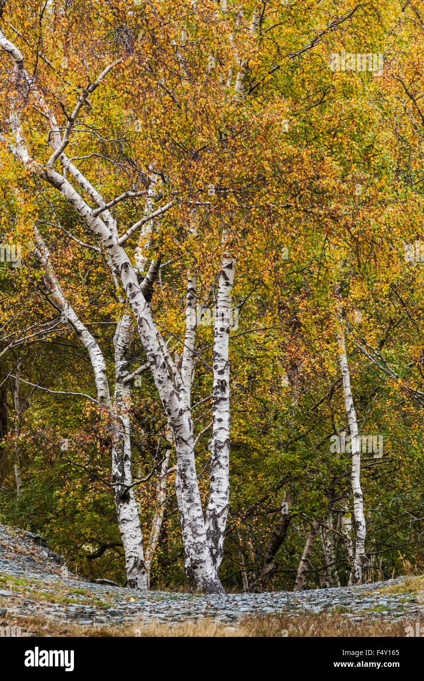 Trees and Vegetation Populate an Abandoned Slate Quarry Stock Photo - Alamy