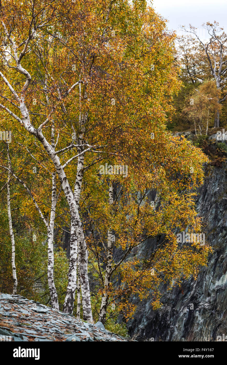 Trees and Vegetation Populate an Abandoned Slate Quarry Stock Photo - Alamy