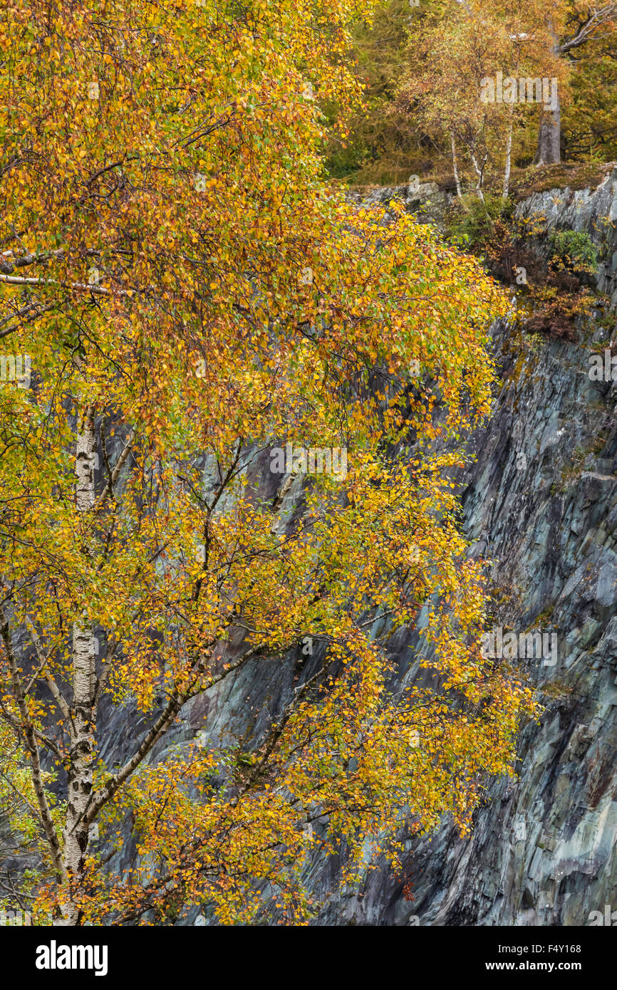Trees and Vegetation Populate an Abandoned Slate Quarry Stock Photo - Alamy