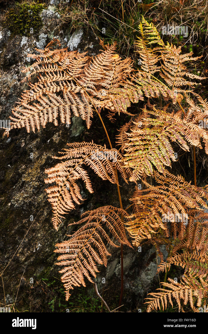 Ferns in Autumn Stock Photo - Alamy