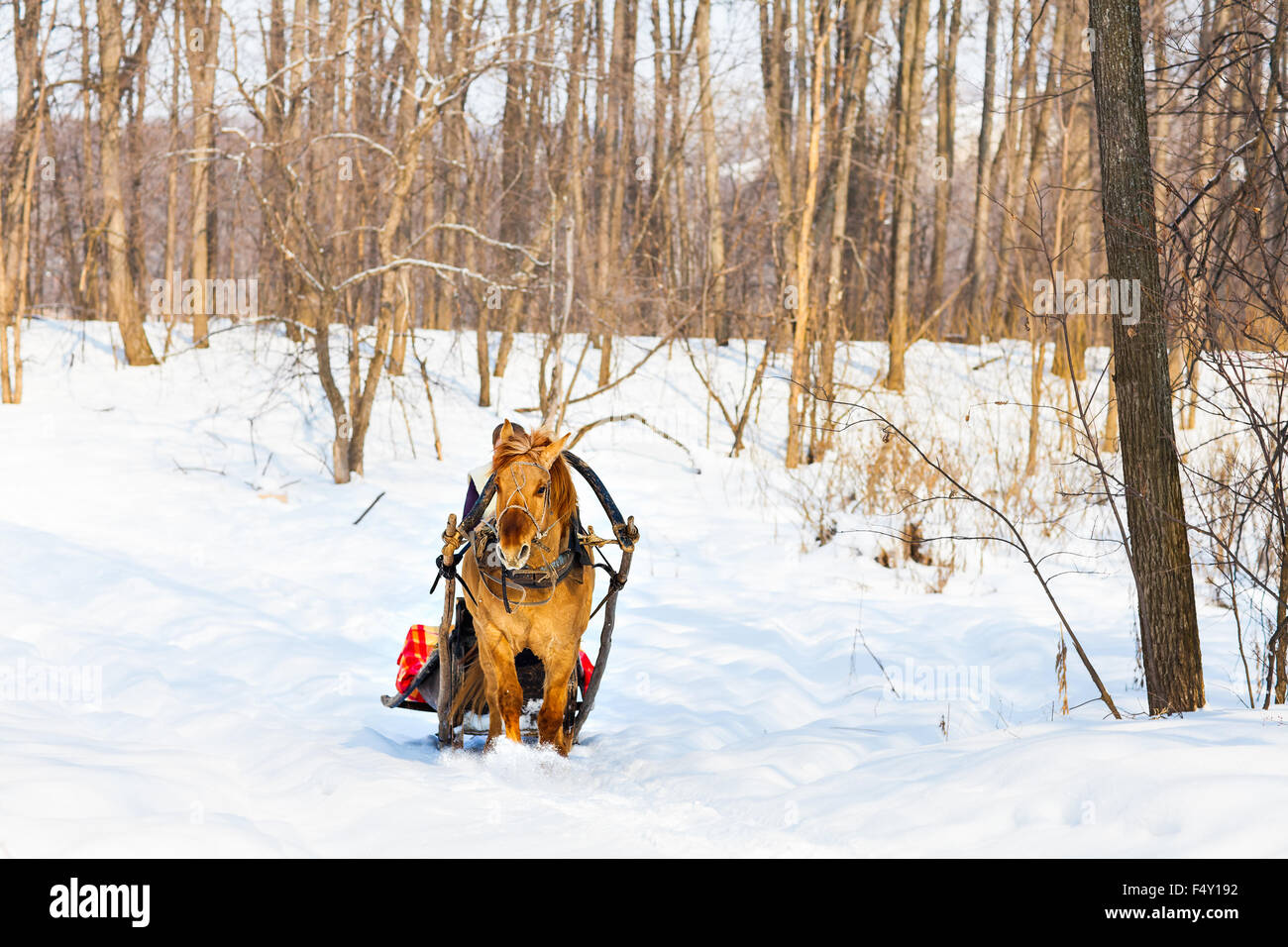man with sledge pulled by horses outdoor in winter Stock Photo - Alamy
