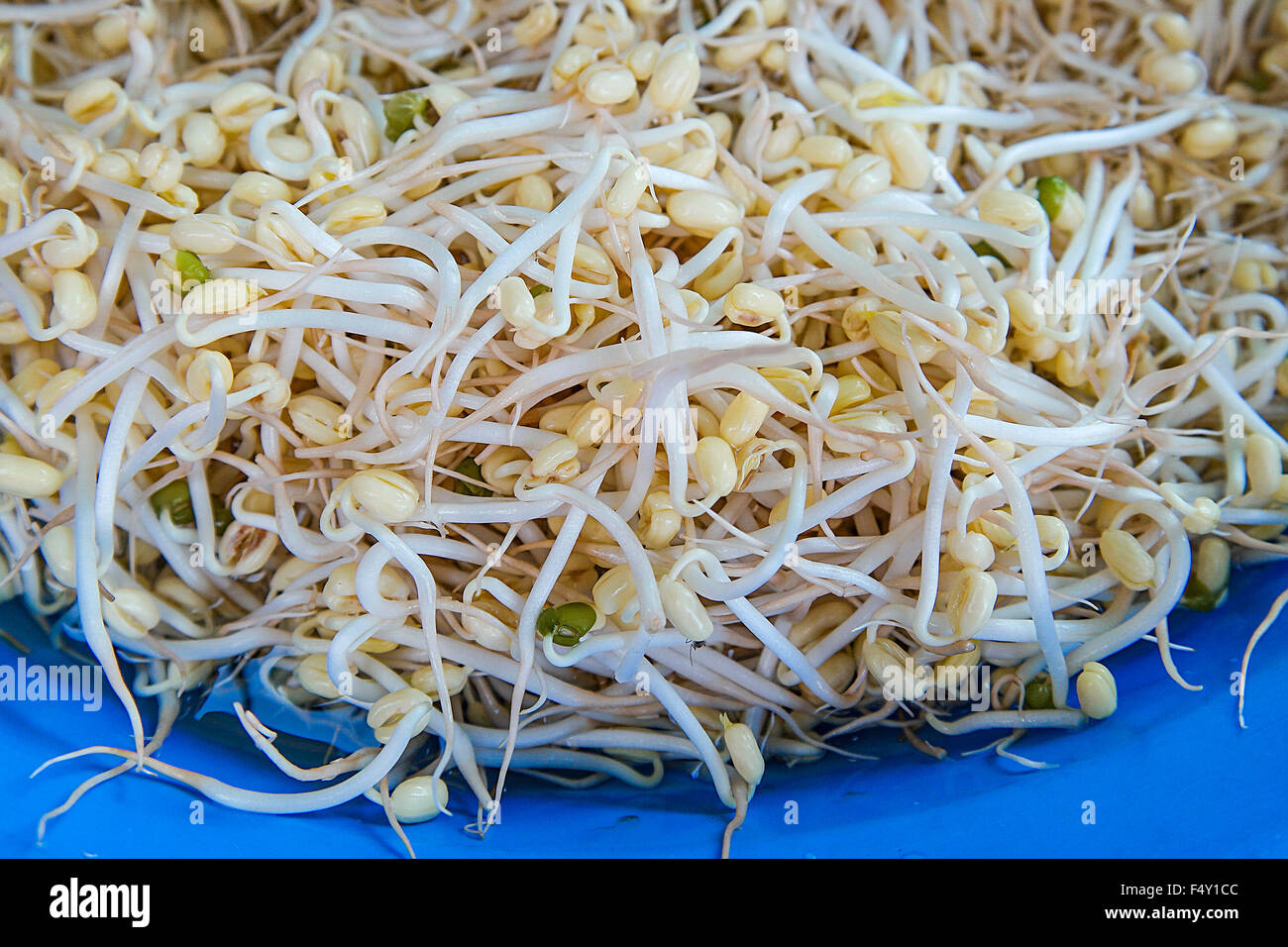 Fresh new ''taugeh'' (new beansprouts from mung beans) selling at local ...