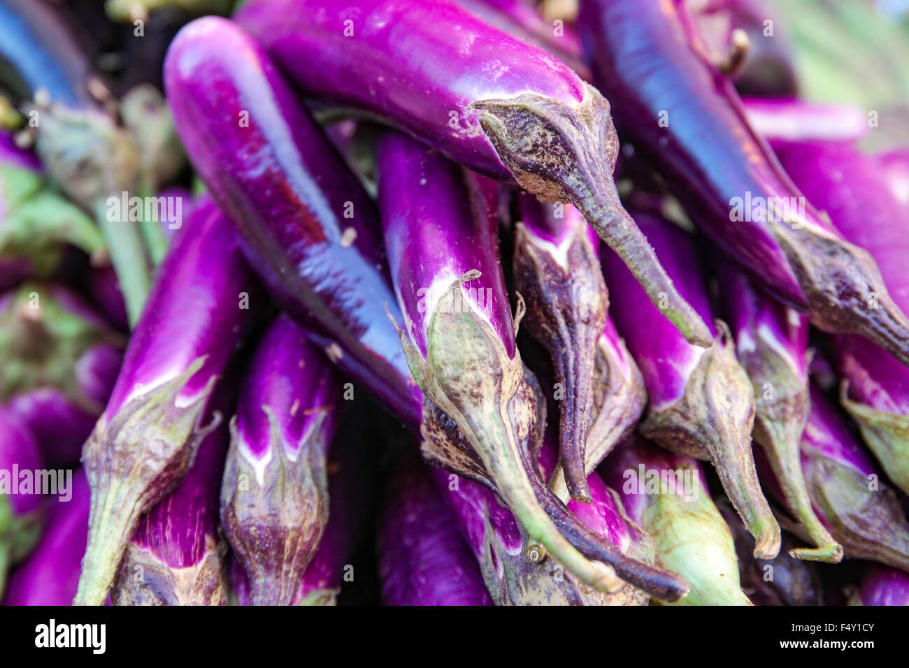 Long purple brinjal or eggplant selling at local sunday market ...
