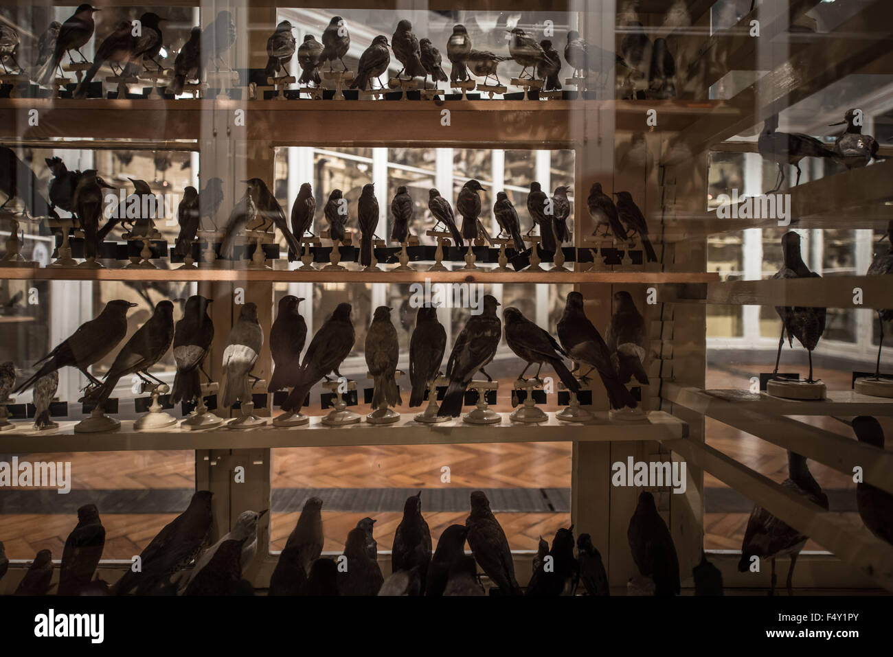 Stuffed Birds 2 Stock Photo - Alamy