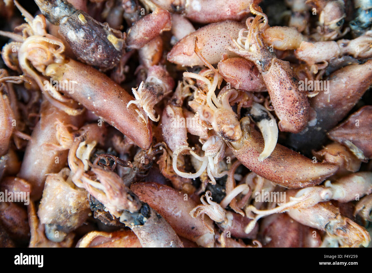 Dry squid, Dry out squid selling at local sunday market. Focus pointed ...