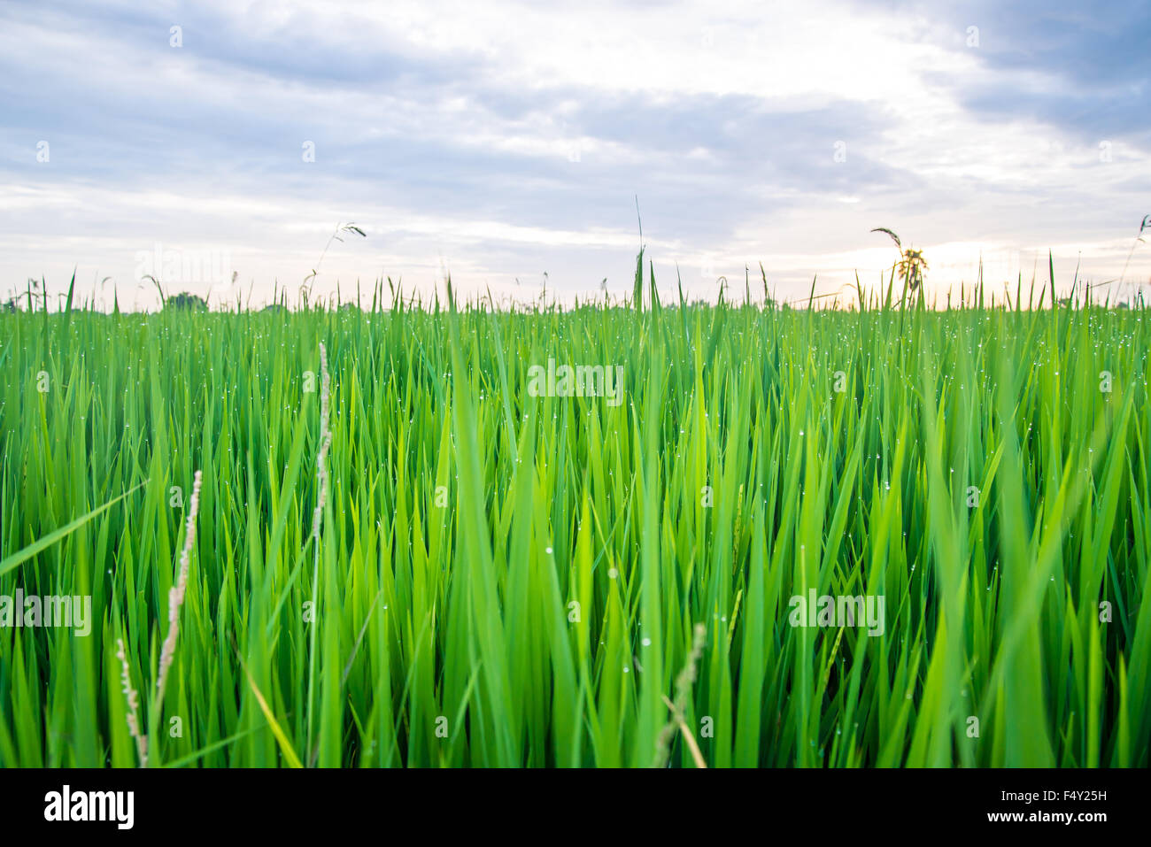A field where rice is grown in Thailand Stock Photo - Alamy