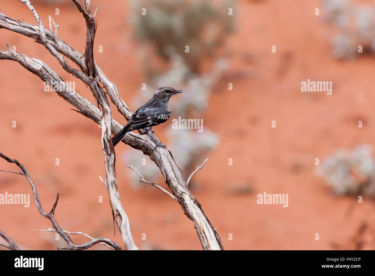 An australian willie wagtail hi-res stock photography and images - Alamy