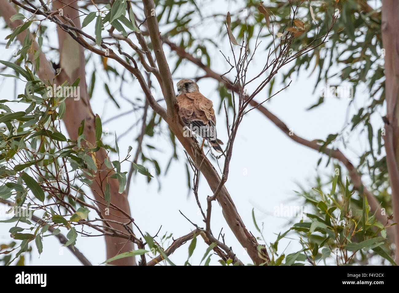 Color nankeen hi-res stock photography and images - Alamy