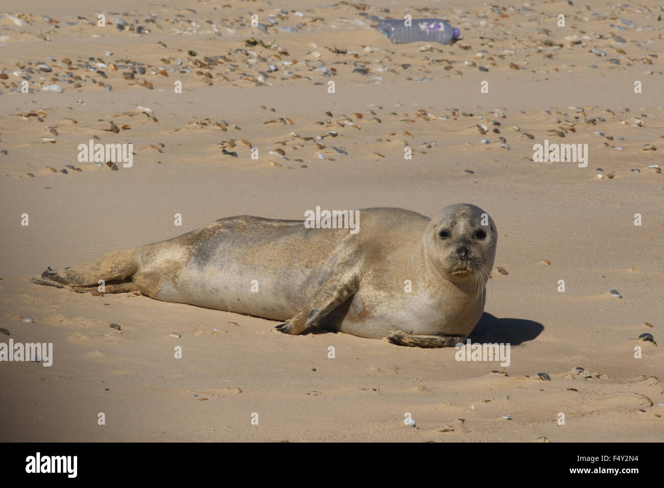 Common Seal resting on sandy beach Stock Photo - Alamy
