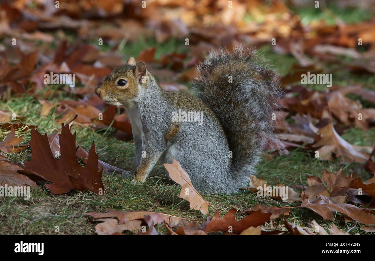 Grey squirrel autumn hi-res stock photography and images - Alamy
