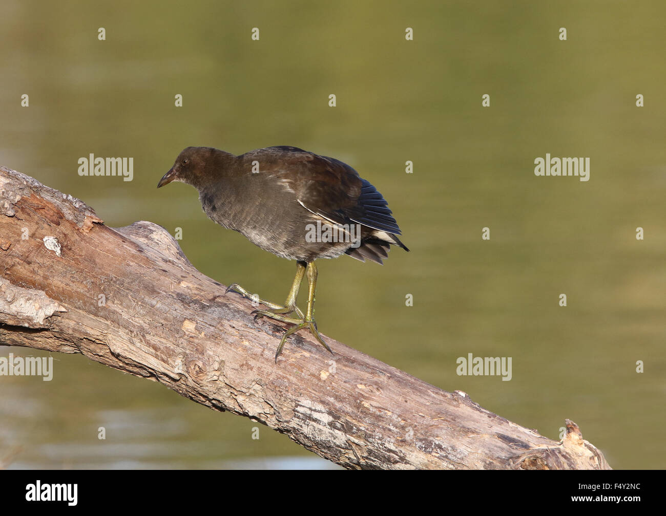 Juvenile Moorhen standing on branch Stock Photo - Alamy