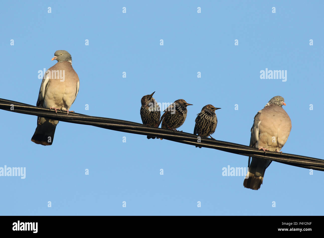 Wood Pigeons High Resolution Stock Photography and Images - Alamy