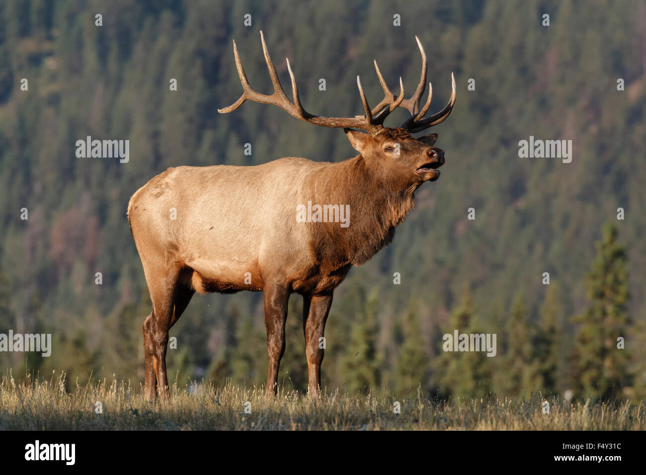 Bull Elk Bugle High Resolution Stock Photography and Images - Alamy