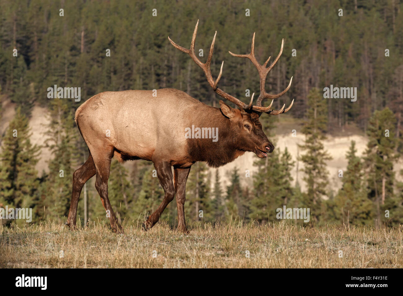 Male elk large rack horns hi-res stock photography and images - Alamy