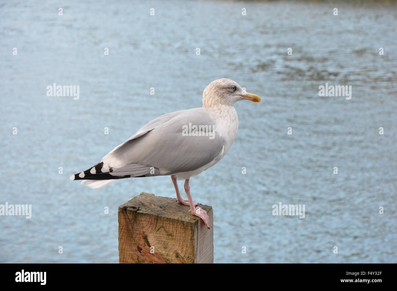 Seagull on perch Stock Photo - Alamy