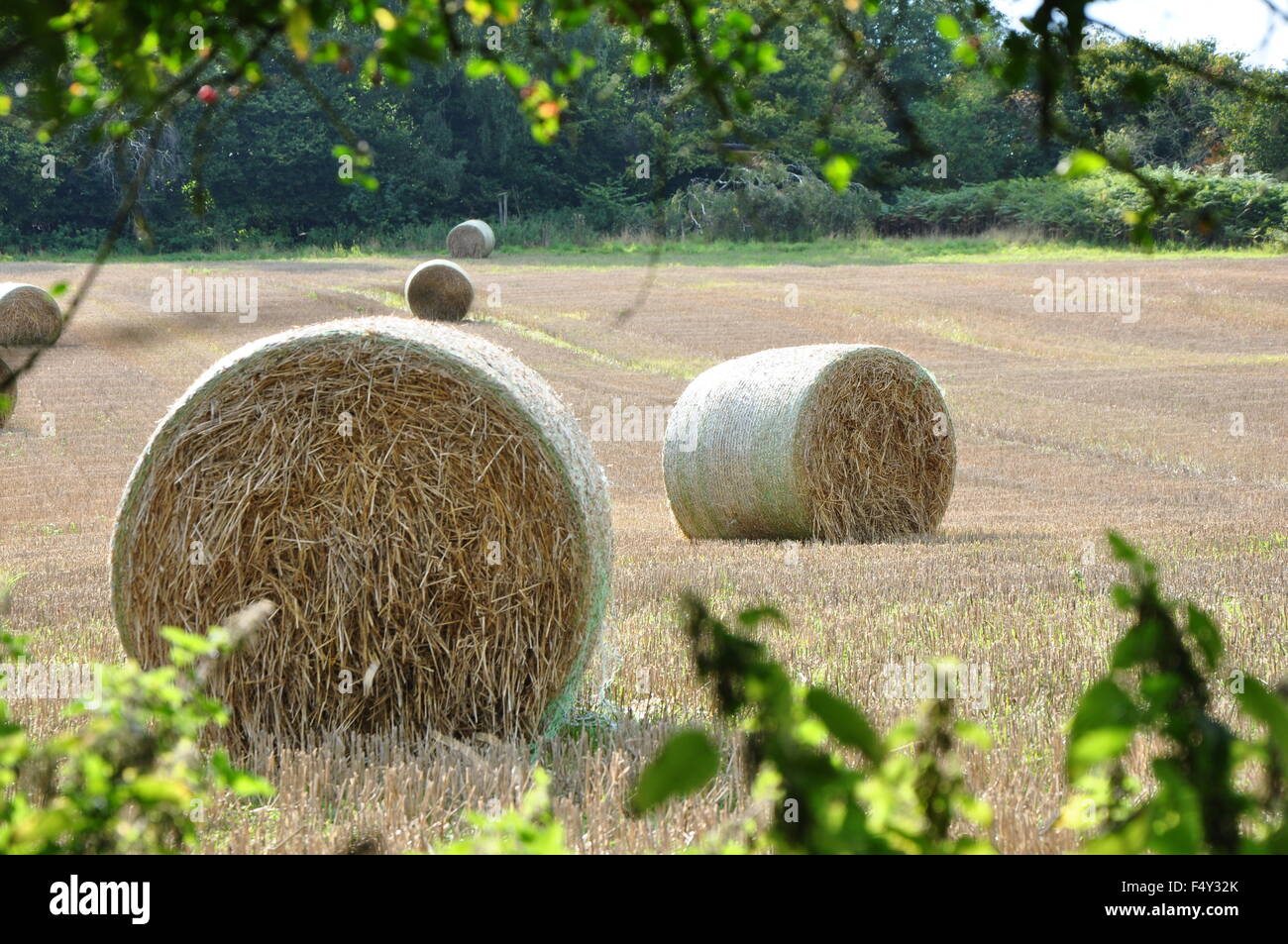 Haybales in England Stock Photo - Alamy