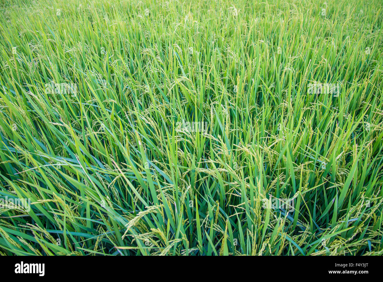 A field where rice is grown in Thailand Stock Photo - Alamy