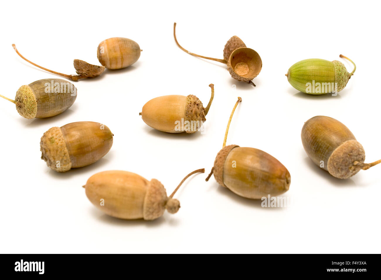 Oak acorn icon hi-res stock photography and images - Alamy