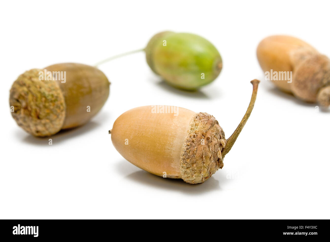Oak acorns isolated on white Stock Photo - Alamy