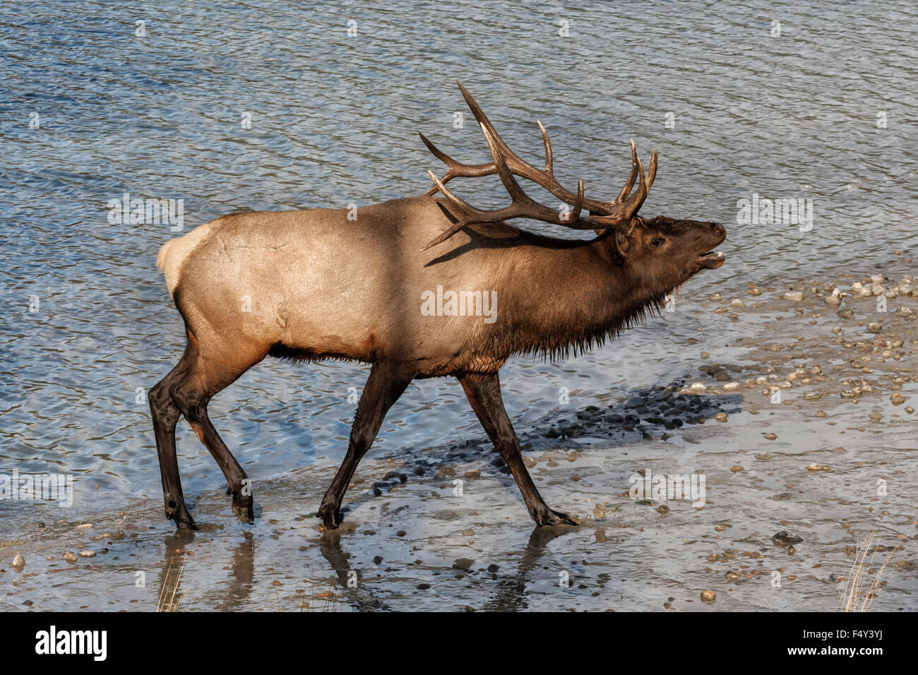 Wild bull bellow hi-res stock photography and images - Alamy