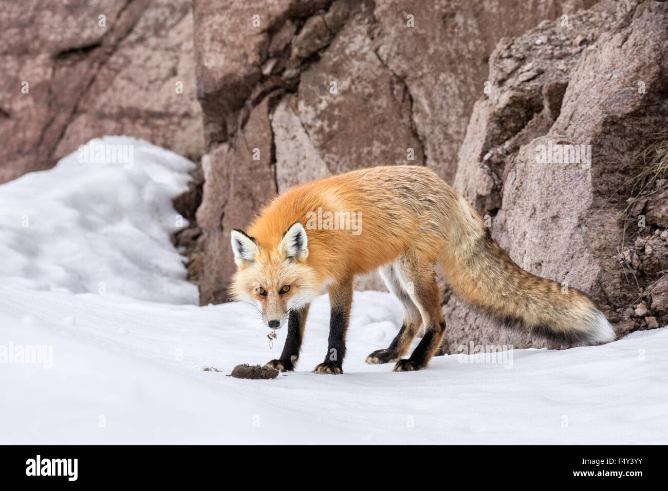 Fox eating hi-res stock photography and images - Alamy