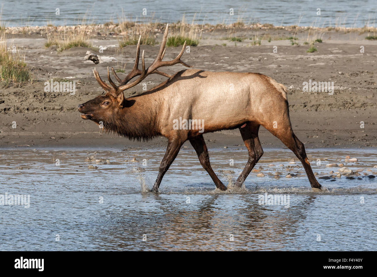 Attract attention survival hi-res stock photography and images - Alamy